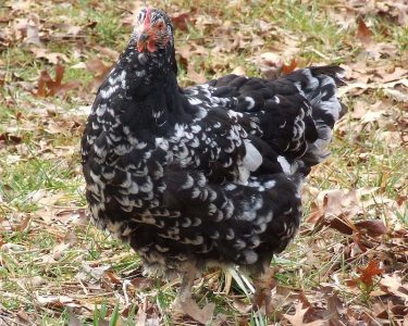 Java Chicken - Breed Profile - Backyard Poultry